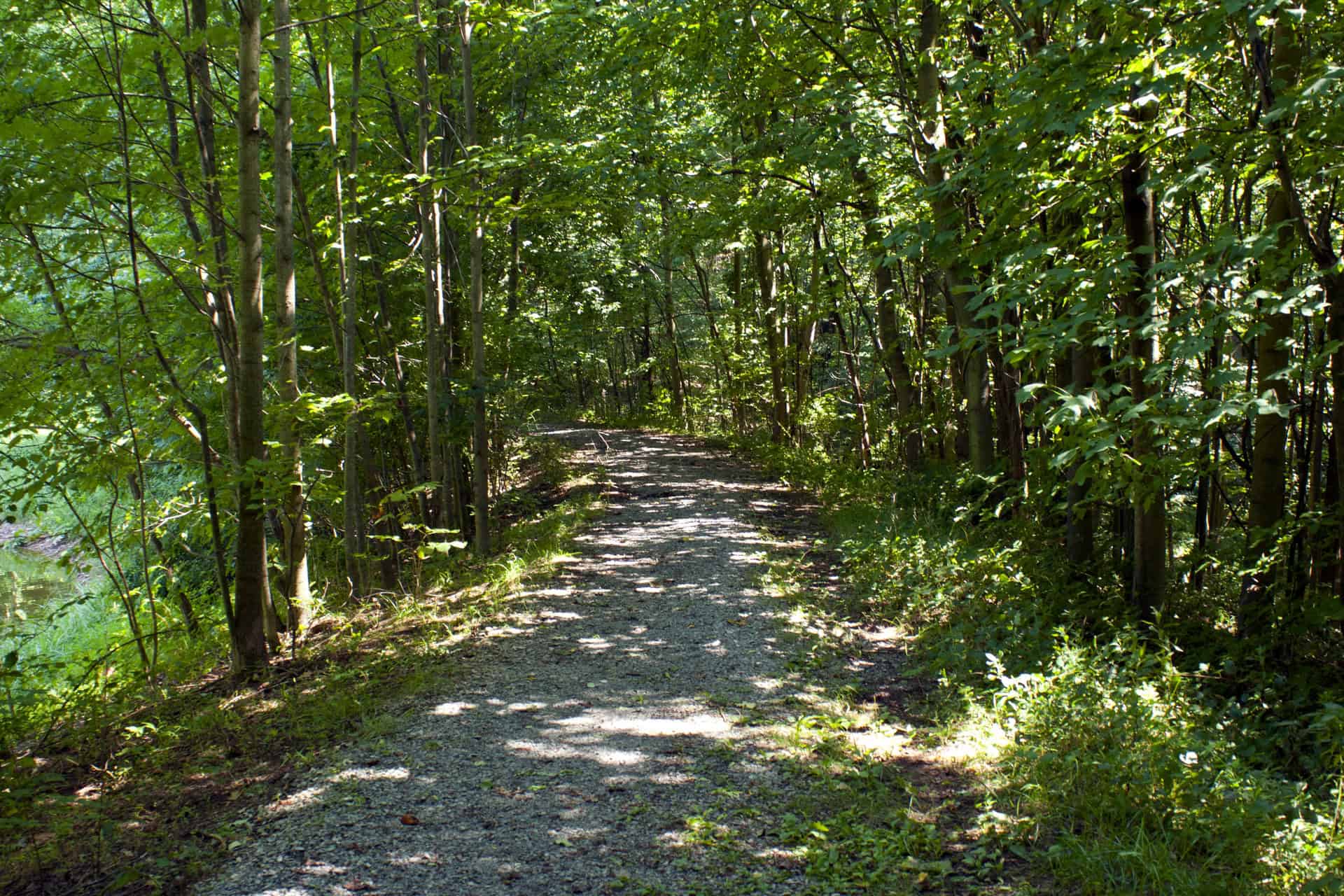 Boyd Big Tree Preserve - Susquehanna Greenway