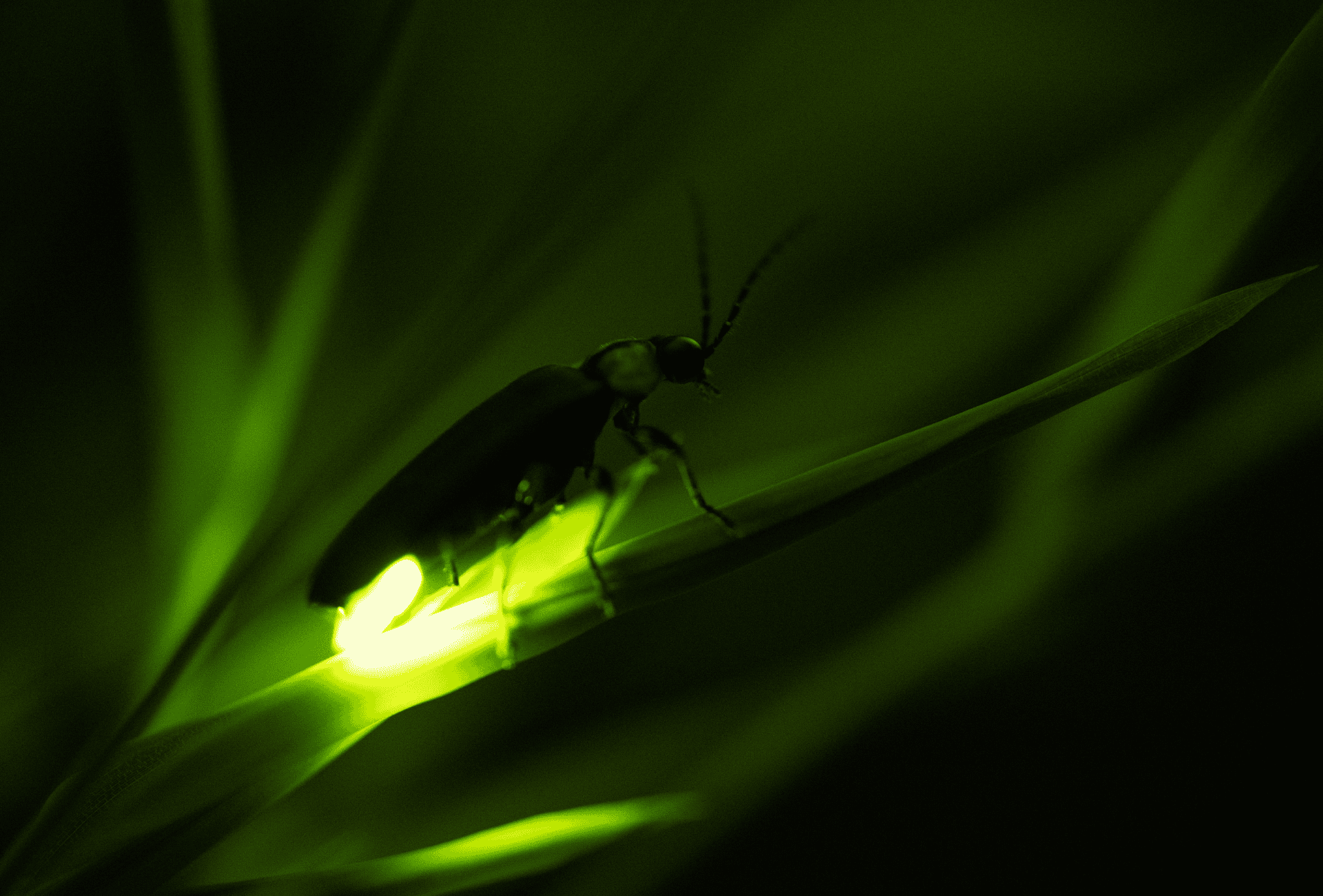 Lighting up the Susquehanna Greenway - Fireflies