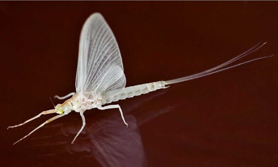 The White Fly Hatch: A Summer Spectacle on the Susquehanna ...